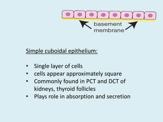 Normal epithelium | PPTX