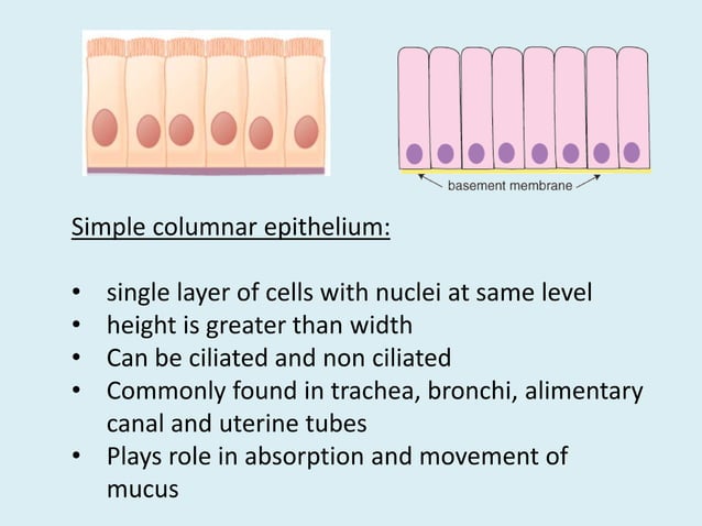Normal epithelium | PPT