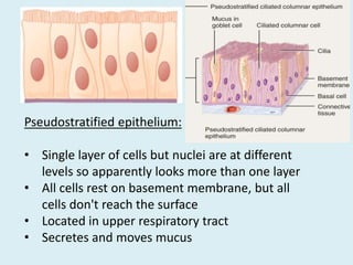 Normal epithelium | PPTX