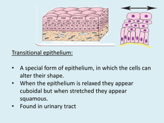 Normal epithelium | PPTX