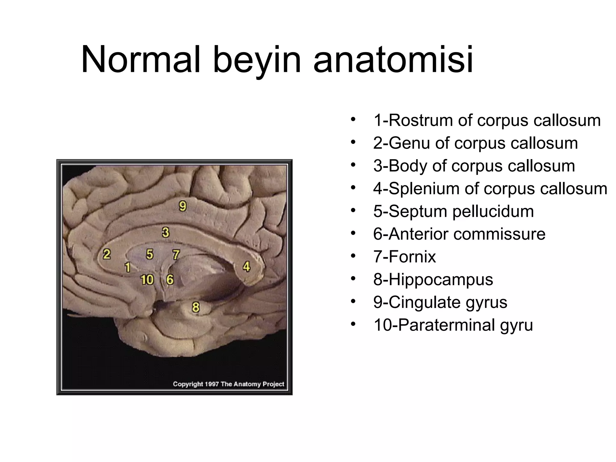 Normal fetal beyin nasildir | PPT | Pregnancy | Reproductive Health