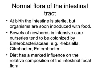 Normal flora | PPT