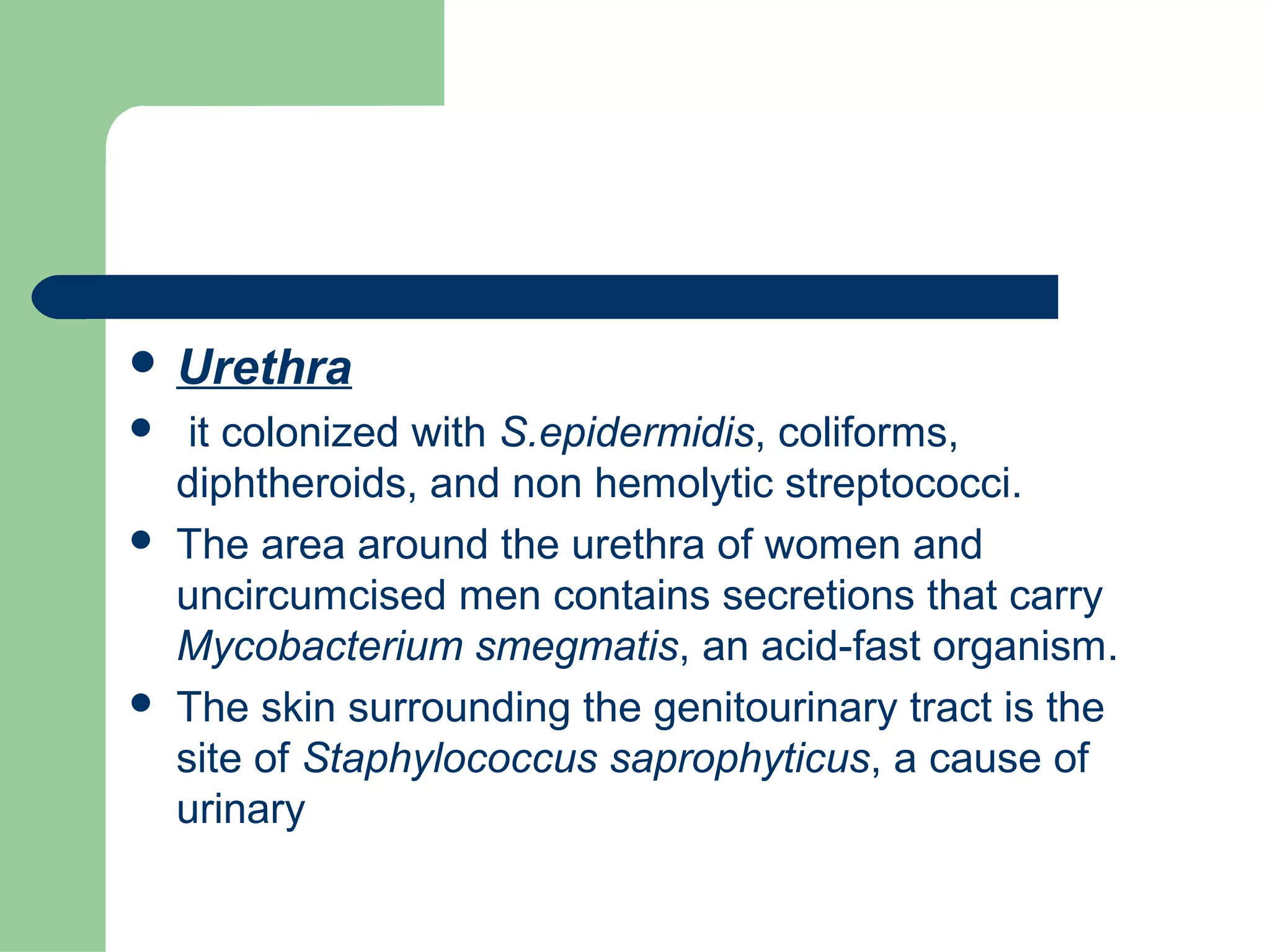 Normal flora | PPT
