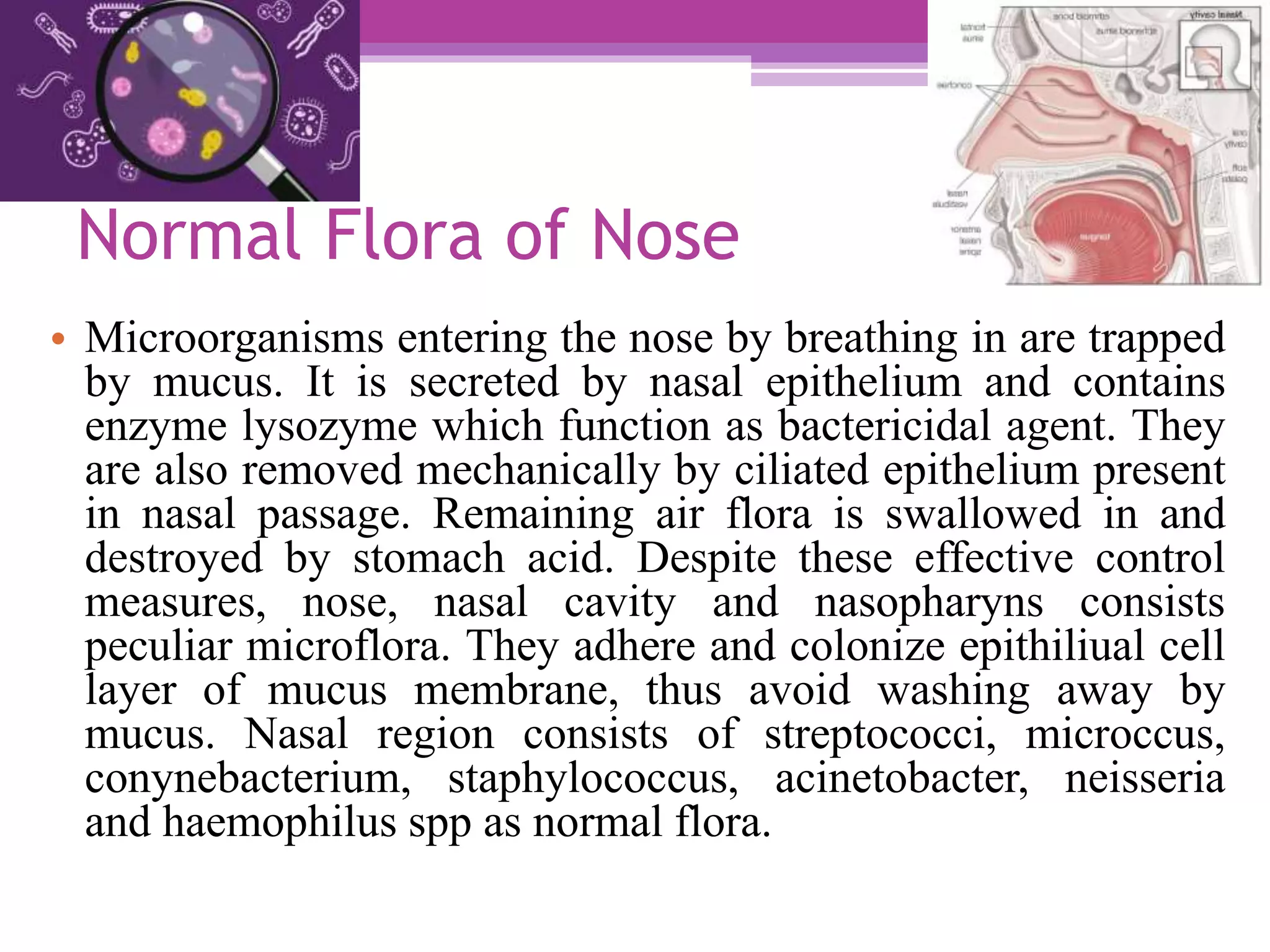 Normal Flora | PPTX