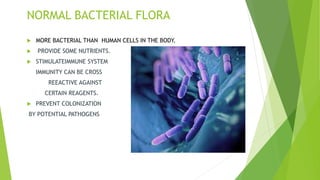 NORMAL FLORA | PPTX