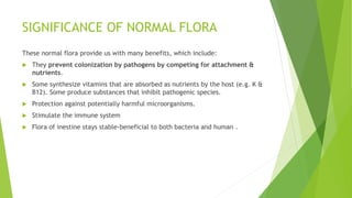 NORMAL FLORA | PPTX