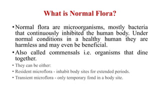 Normal Flora.pptx