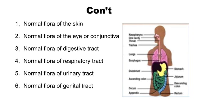 LECTURE NOTES FOR INTRODUCTION TO NORMAL FLORA.pptx