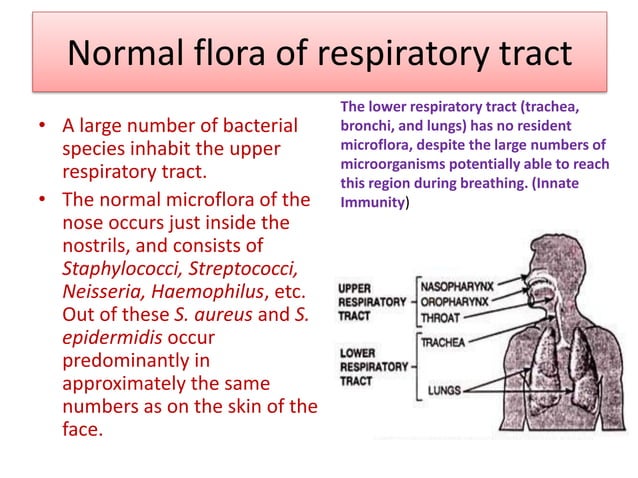 Normal flora | PDF | Skin and Dermatology | Diseases and Conditions