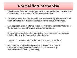 Normal flora | PDF