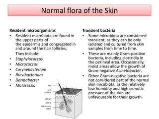 Normal flora | PPT
