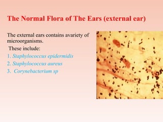 Normal flora by manoj | PPT