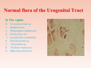 Normal flora by manoj | PPT