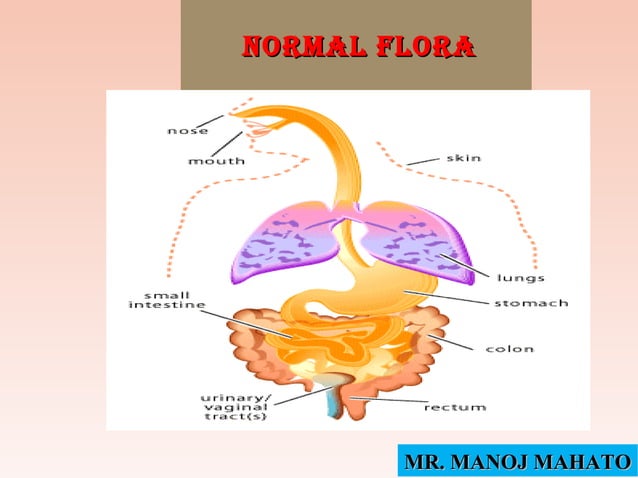 Normal flora by manoj | PPT