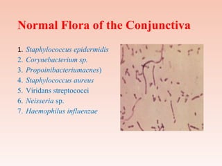 Normal Flora In Sputum