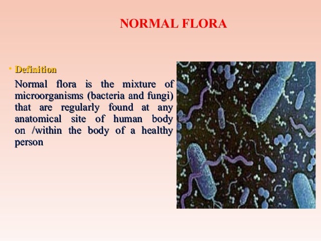 Normal flora by manoj