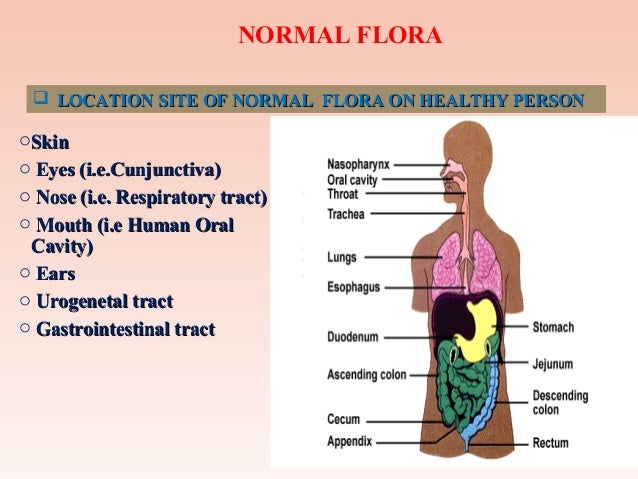 Normal flora by manoj