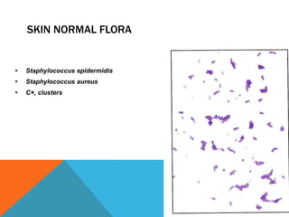 Normal flora of Skin | PPTX