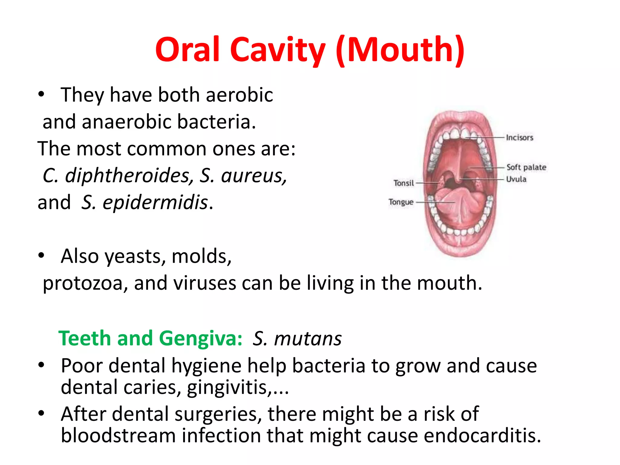 Normal Flora of Human Body-1.ppt