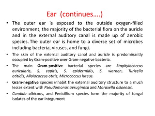 Normal Flora of Human Body-1.ppt
