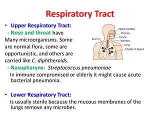 Normal Flora of Human Body-1.ppt