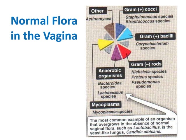 Normal Flora of Human Body-1.ppt