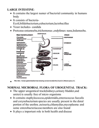 Normal flora of human body | DOCX