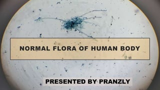 Normal flora of human body by Pranzly.pptx