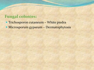 Normal flora of skin | PDF