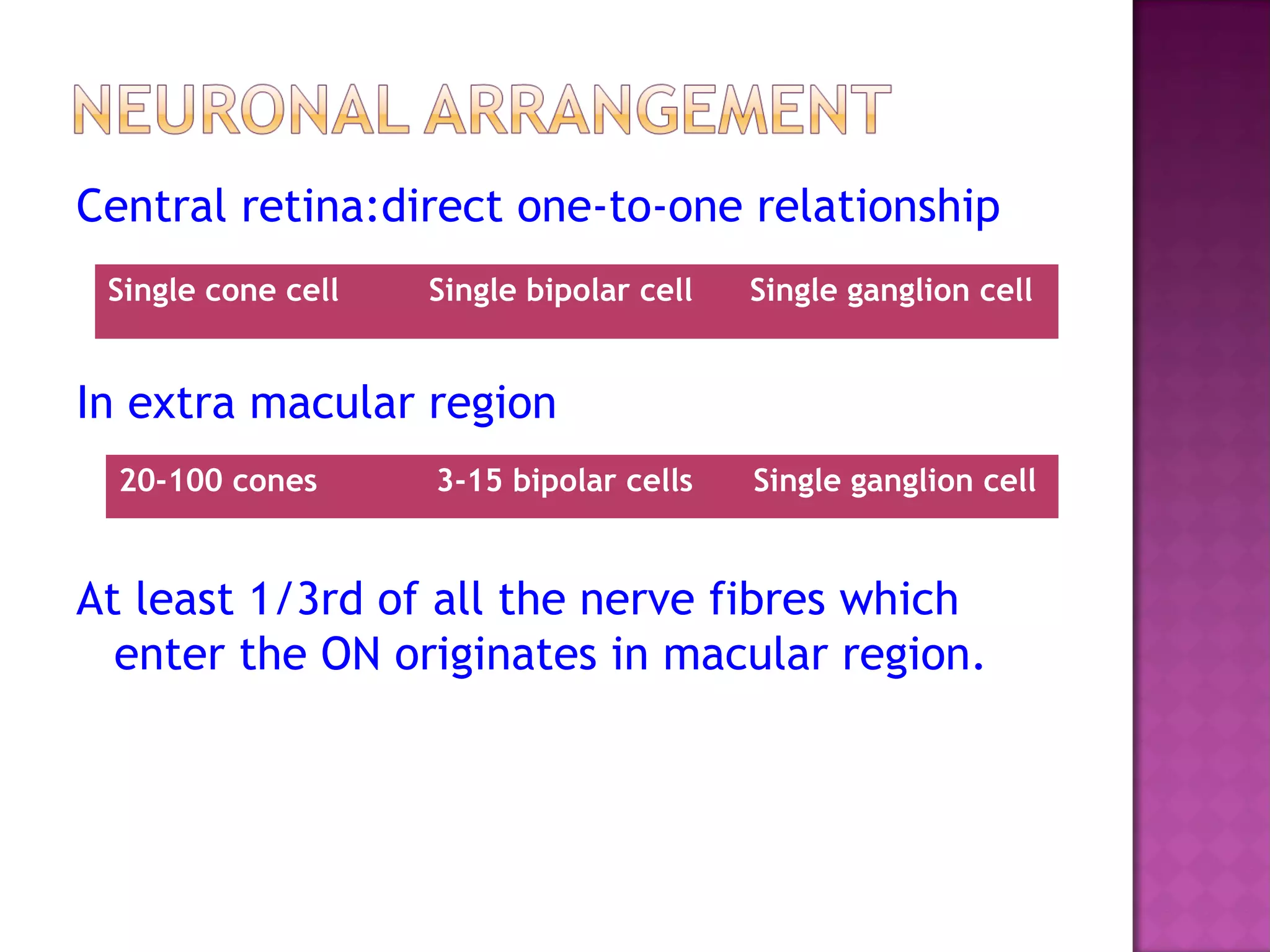 Normal fundus | PPT