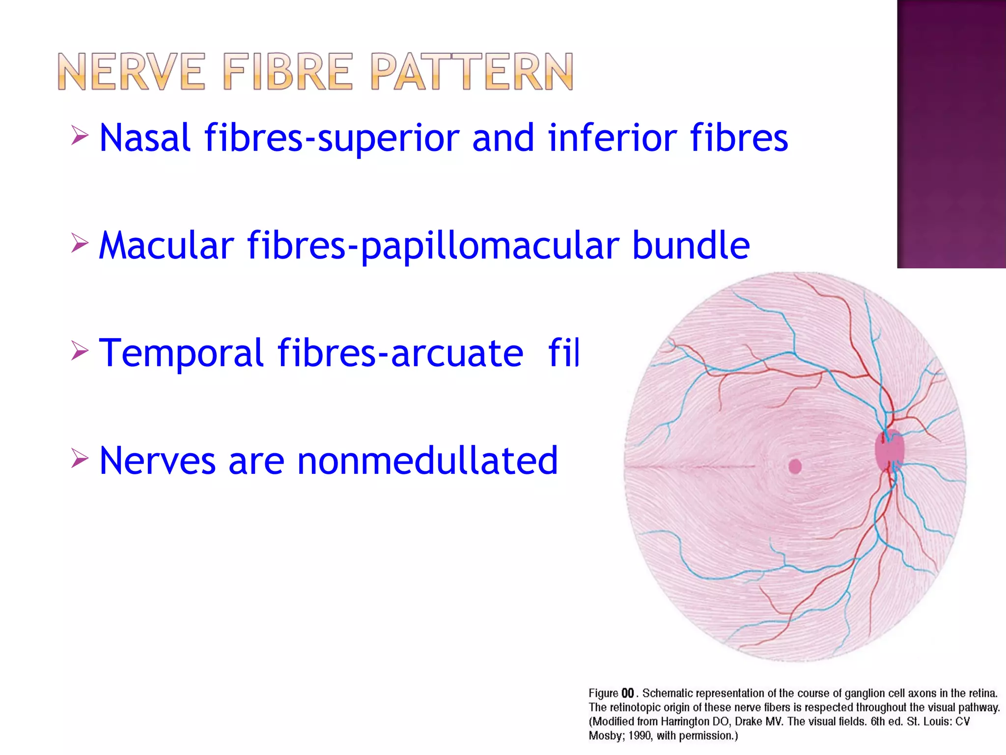 Normal fundus | PPT