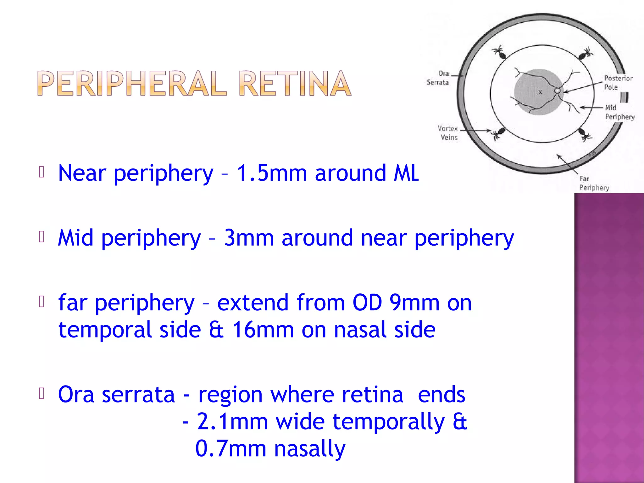 Normal fundus | PPT