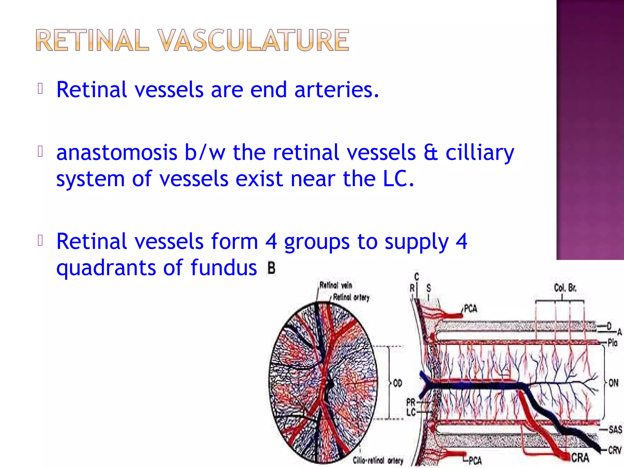 Normal fundus | PPT
