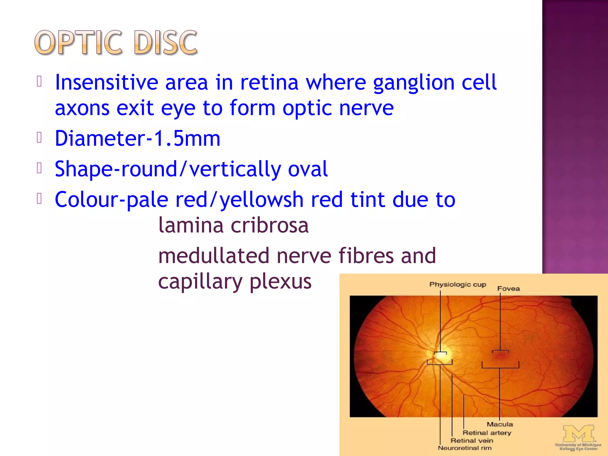 Normal fundus | PPT