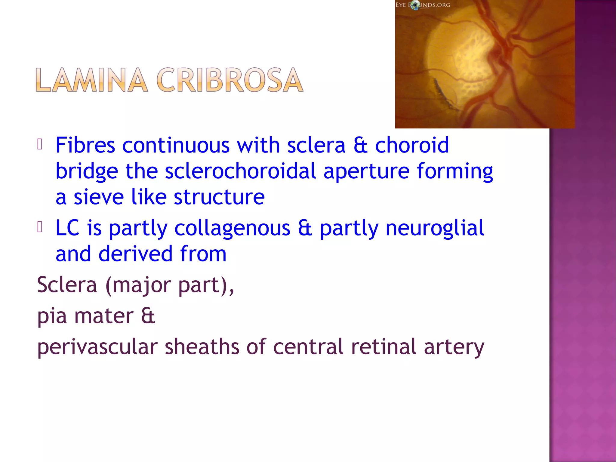 Normal fundus | PPT