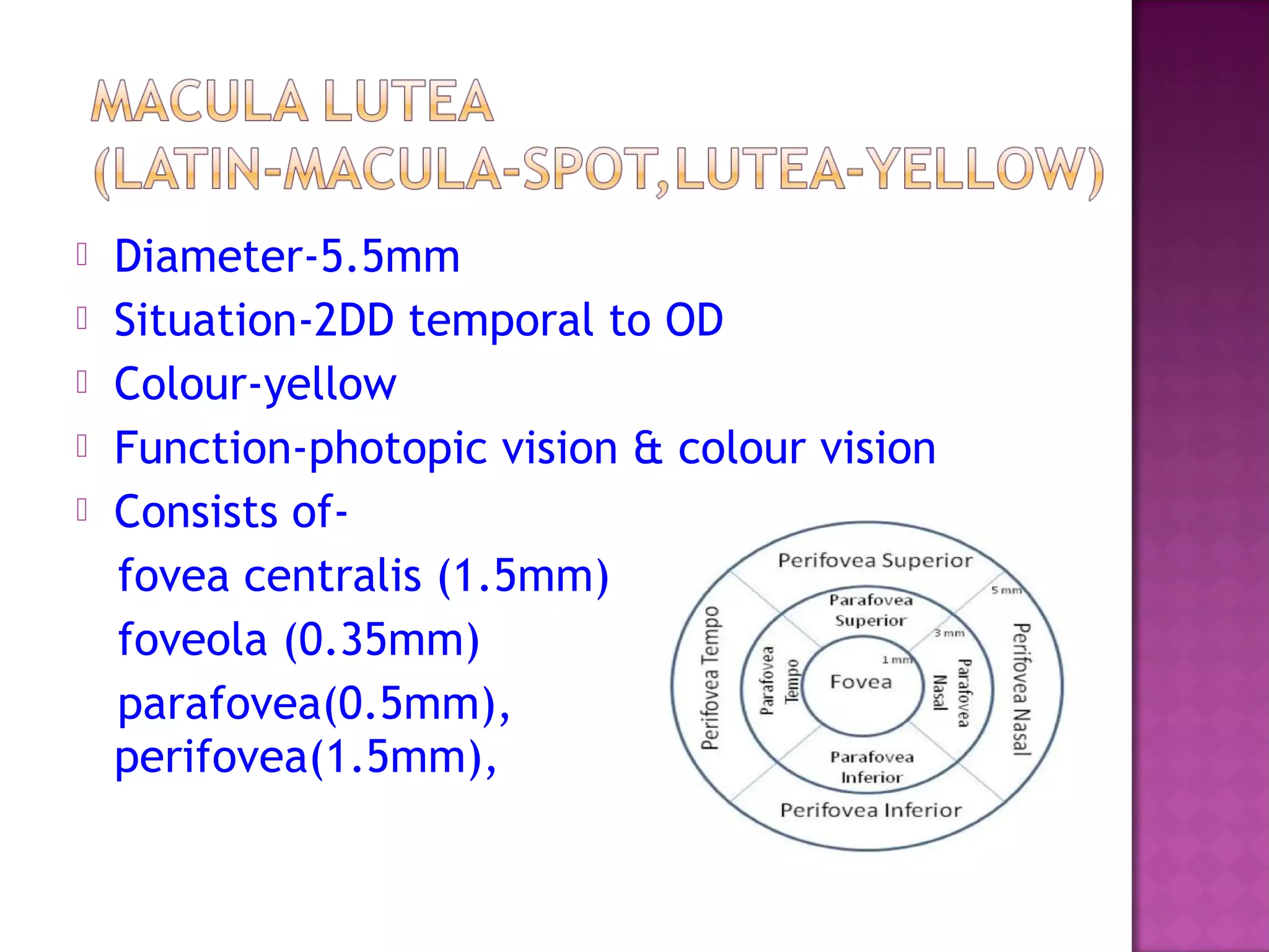 Normal fundus | PPT