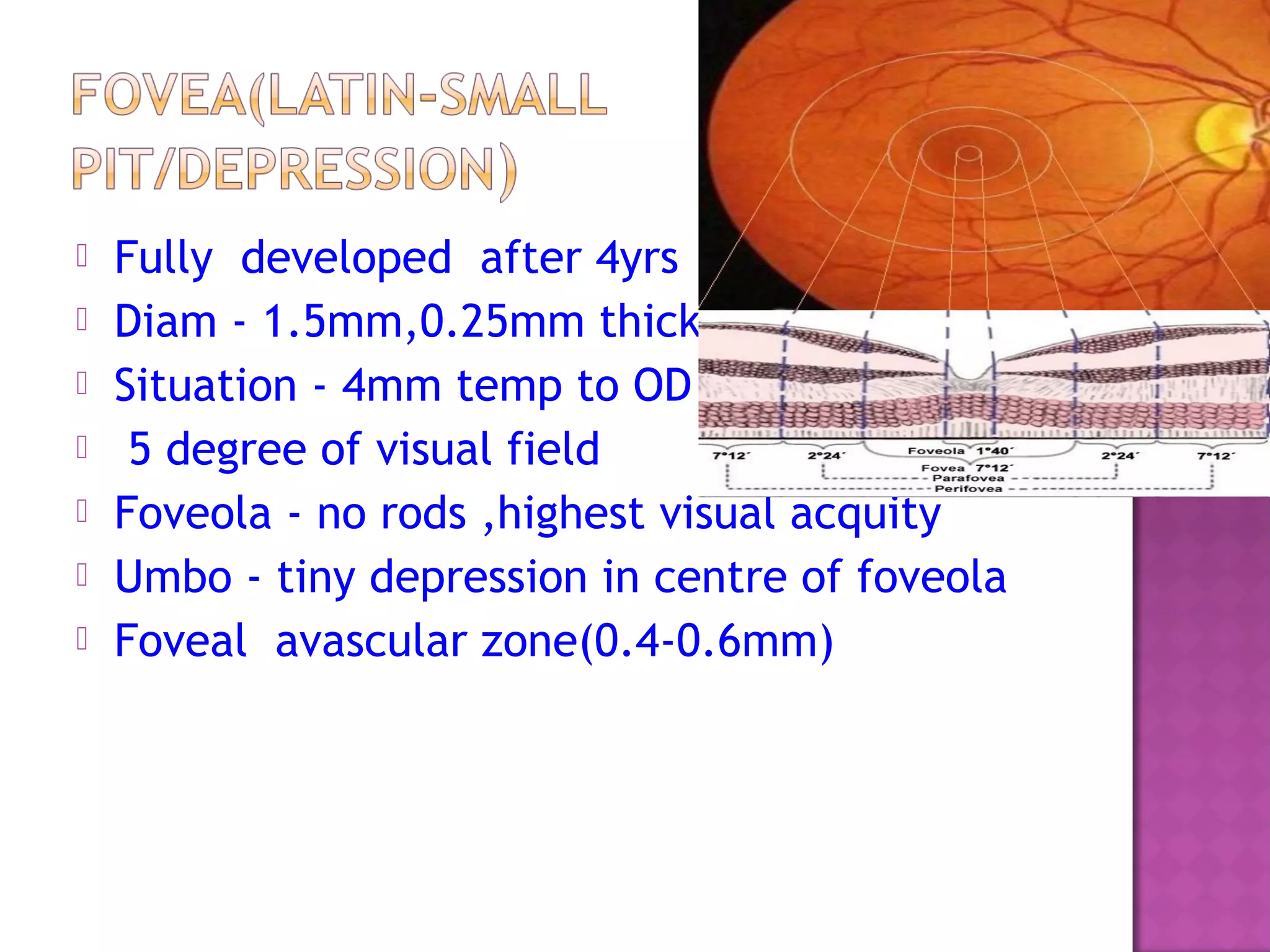 Normal fundus | PPT