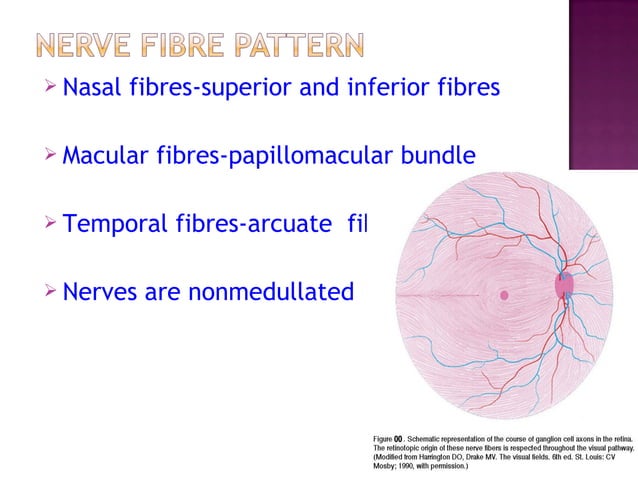 Normal fundus | PPT | Eye and Vision Conditions | Diseases and Conditions