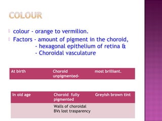Normal fundus | PPT