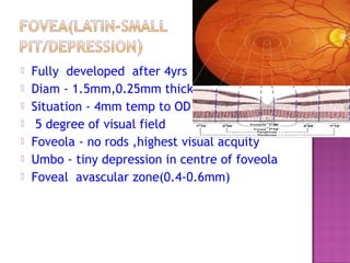 Normal fundus | PPT