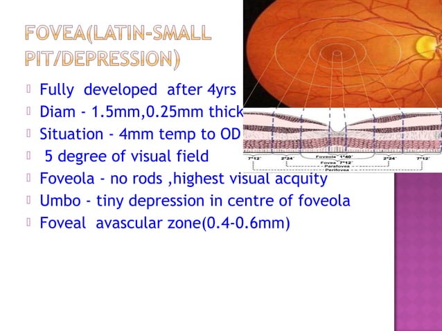 Normal fundus | PPT | Eye and Vision Conditions | Diseases and Conditions
