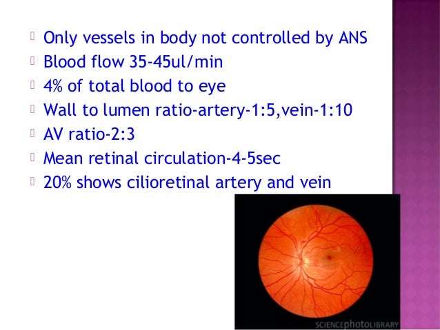 Normal fundus