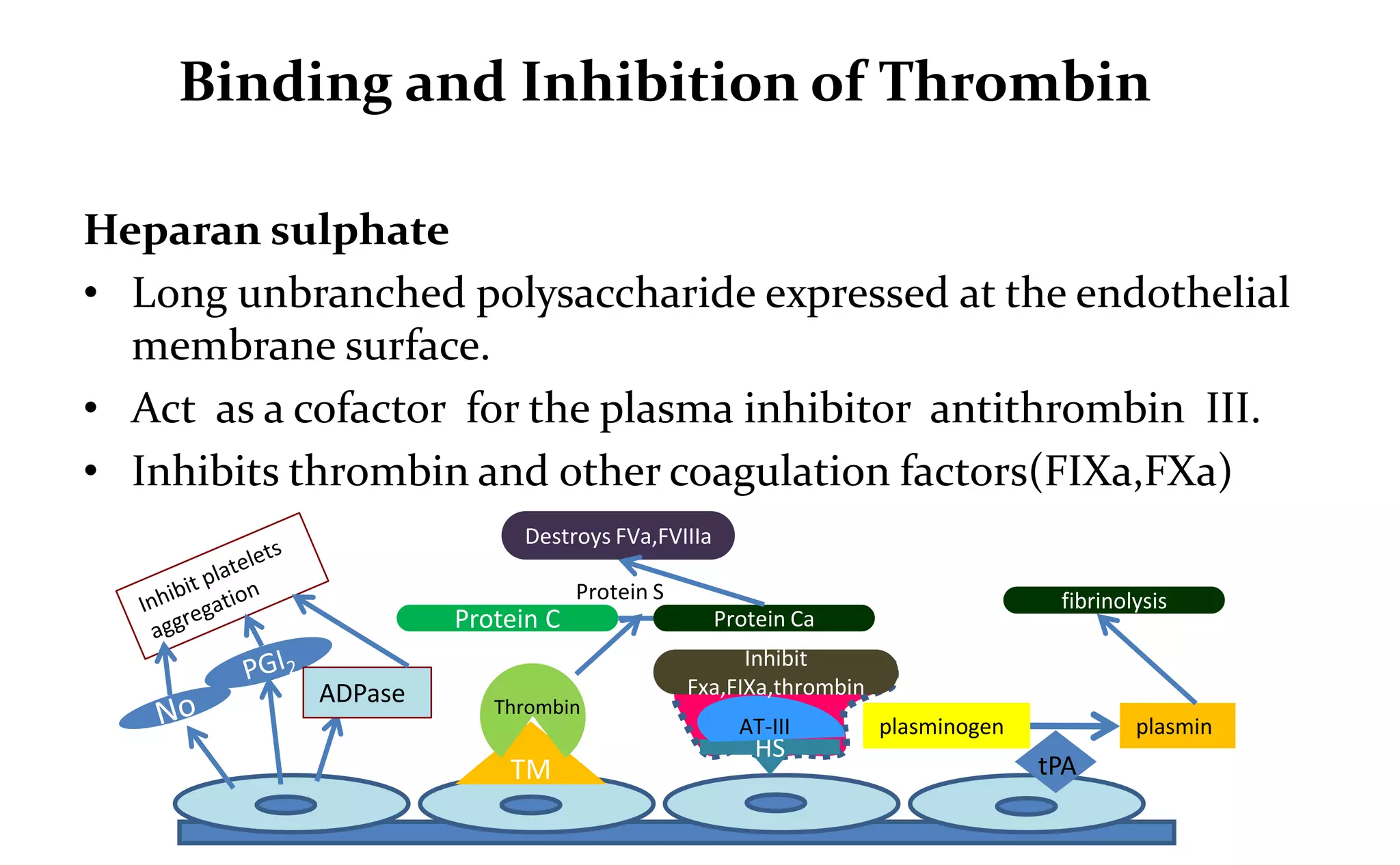 Normal haemostasis | PPTX