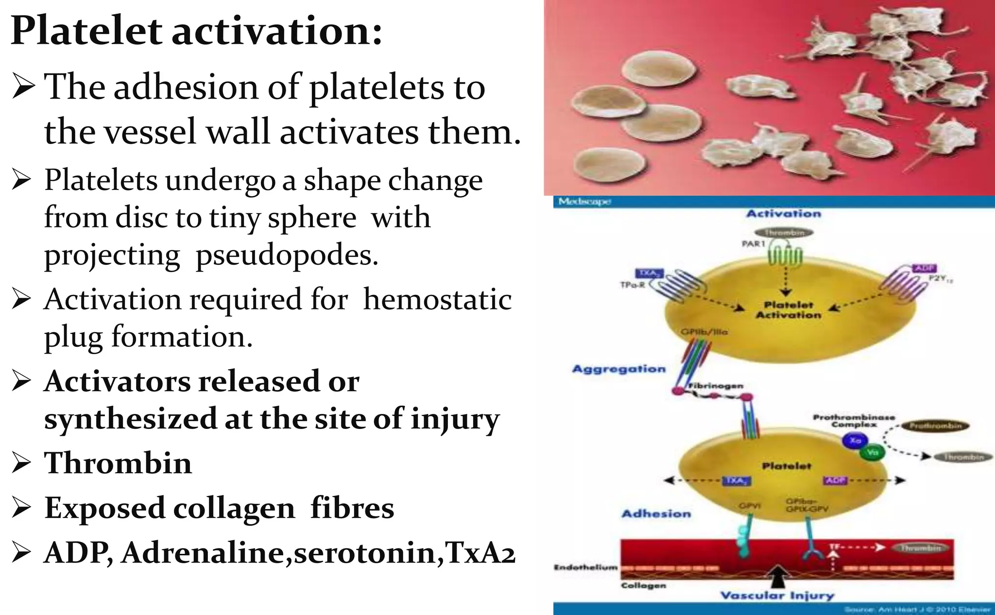 Normal haemostasis | PPTX