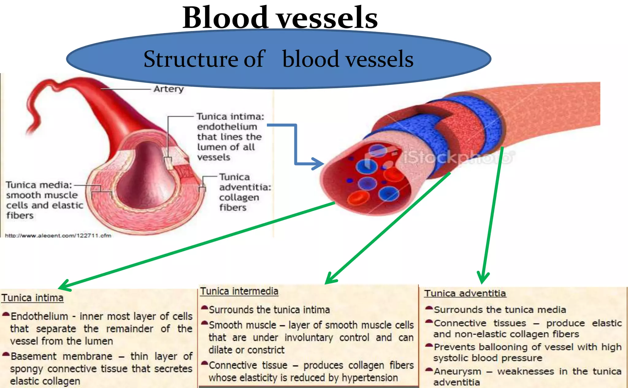 Normal haemostasis | PPTX