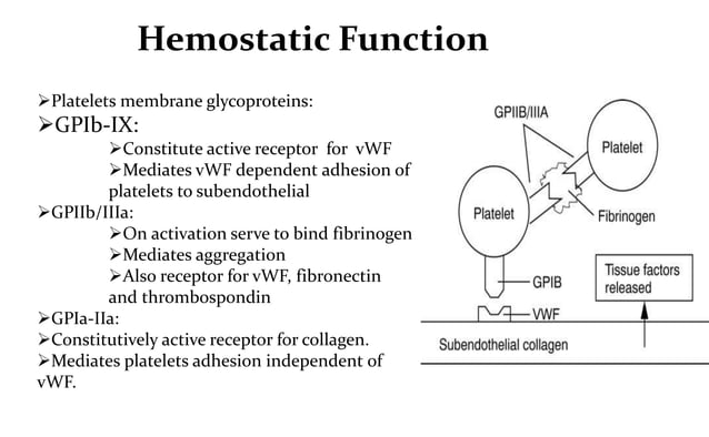 Normal haemostasis | PPTX