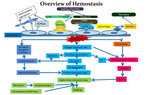 Normal haemostasis | PPTX