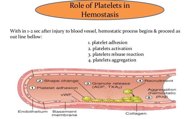 Normal haemostasis
