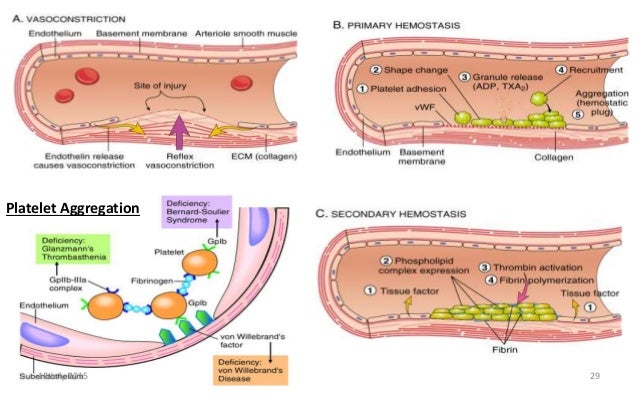 Normal haemostasis