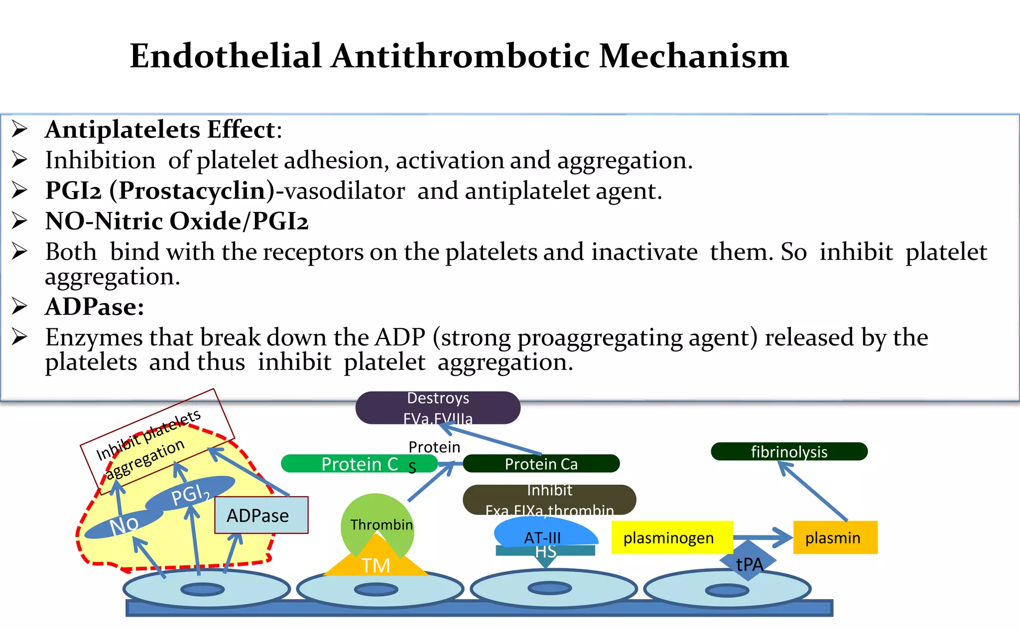Normal haemostasis | PPTX
